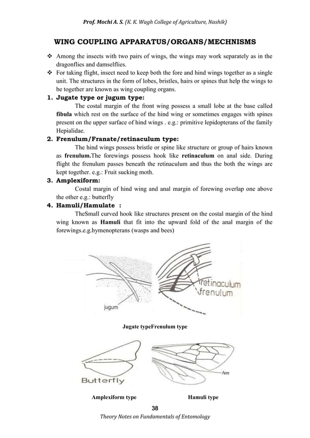 Theory notes of Fundamentals of Entomology | PDF