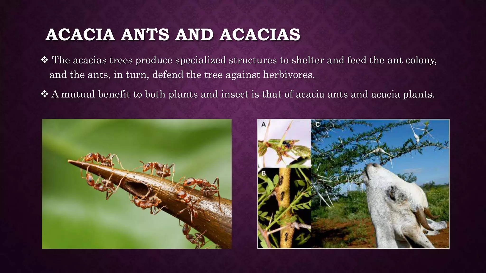 Theory of co-evolution.pptx