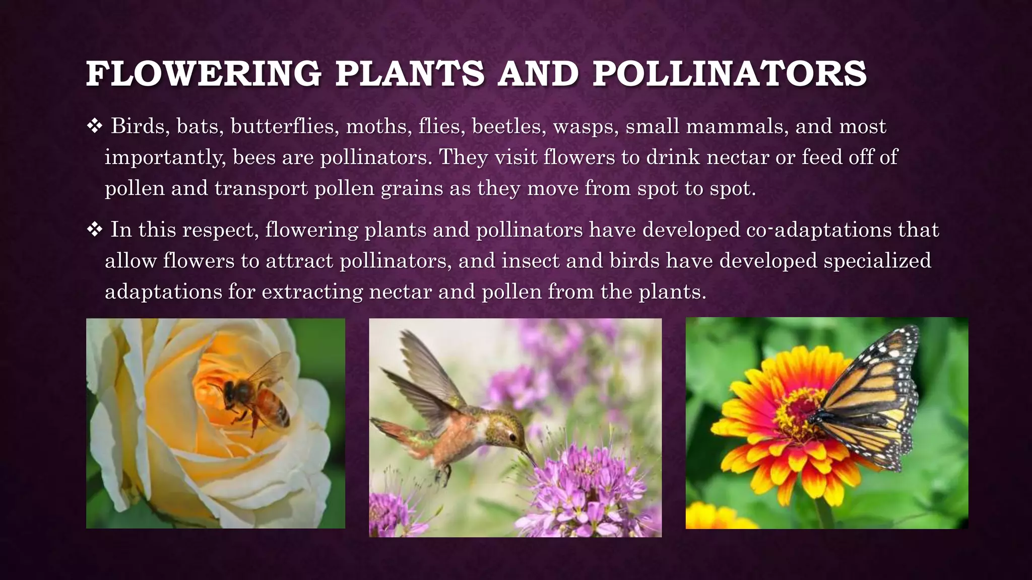 Theory of co-evolution.pptx
