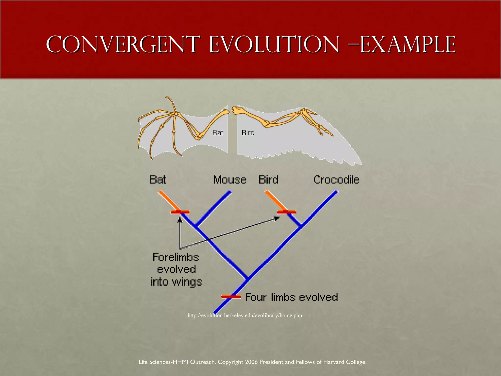 Theory of evolution | PPT