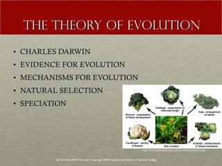 Theory of evolution | PPT