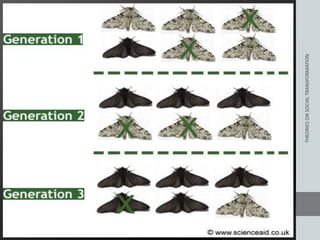 THEORY OF EVOLUTION | PPTX