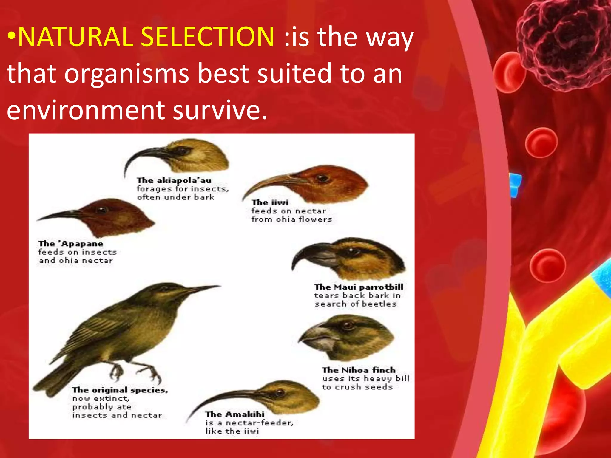 Theory of evolution | PPTX