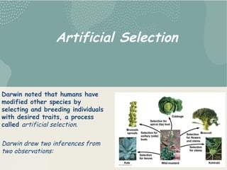 Theory of Evolution (fundamental principles) | PPTX
