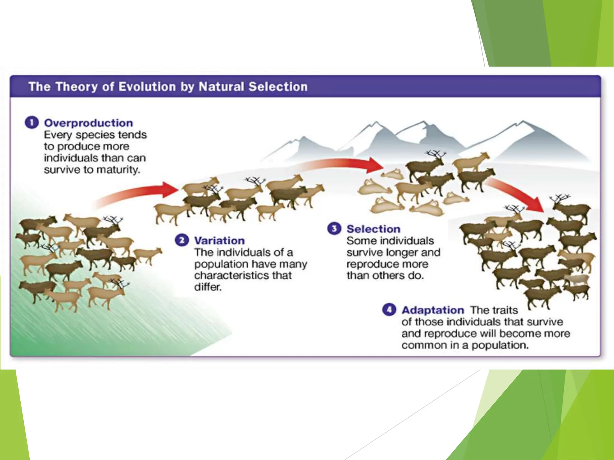 Theory of evolution by natural selection.pptx