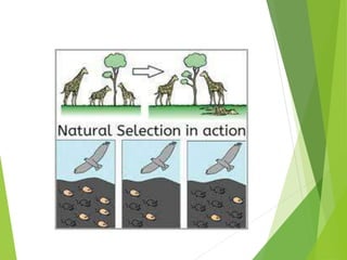 Theory of evolution by natural selection.pptx