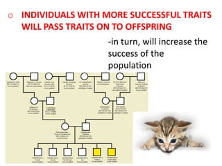 Theory of evolution notes | PPT