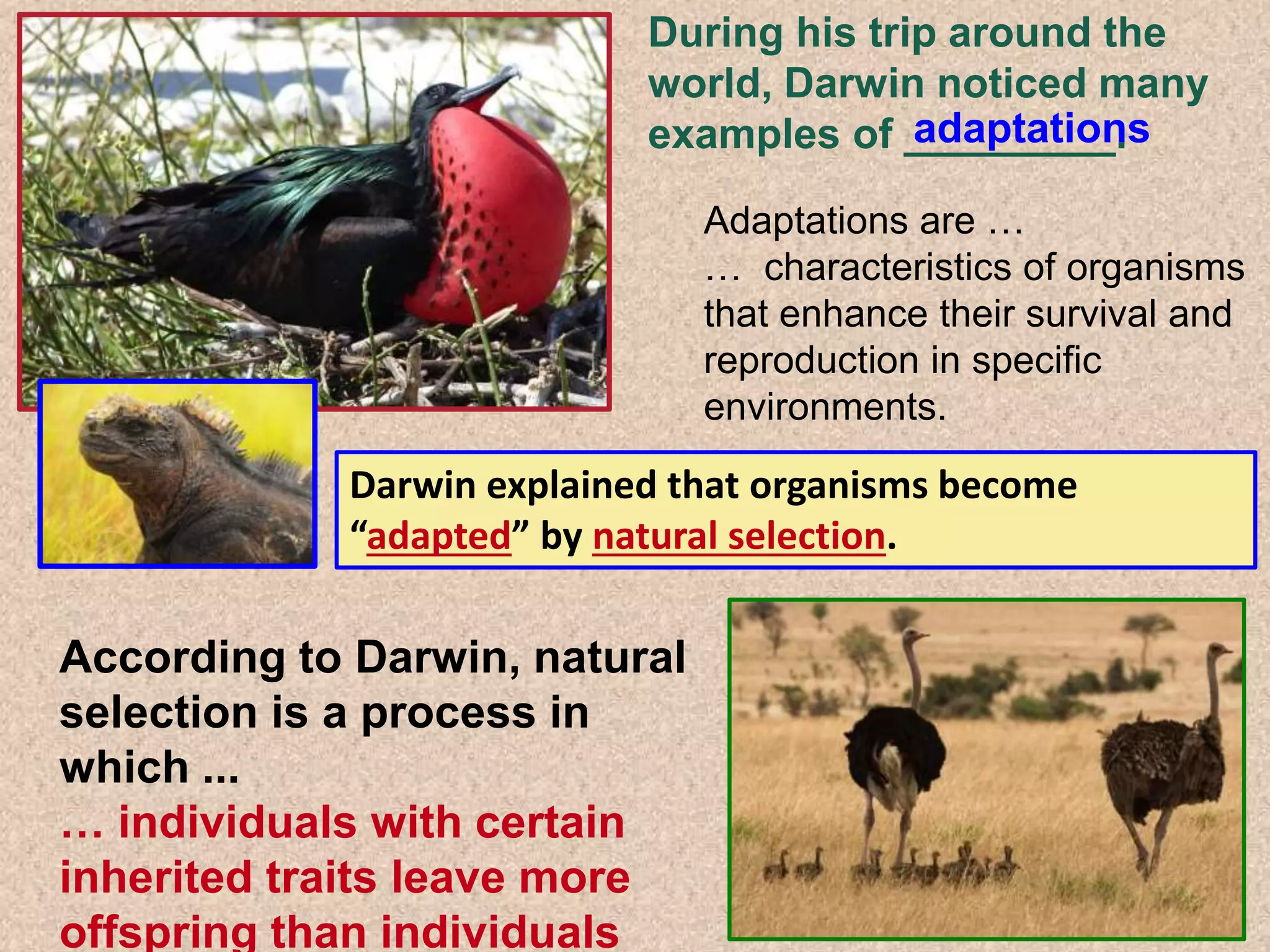Theory of evolution power point | PPTX
