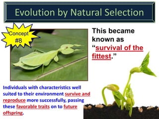Theory of evolution power point | PPTX