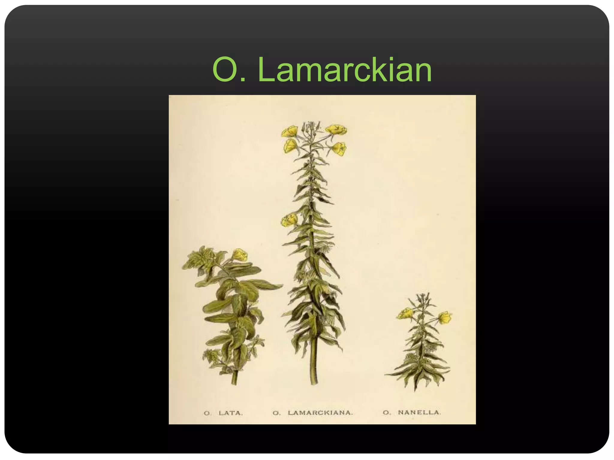 Theory of evolution through mutation of Hugo de Vries | PPTX