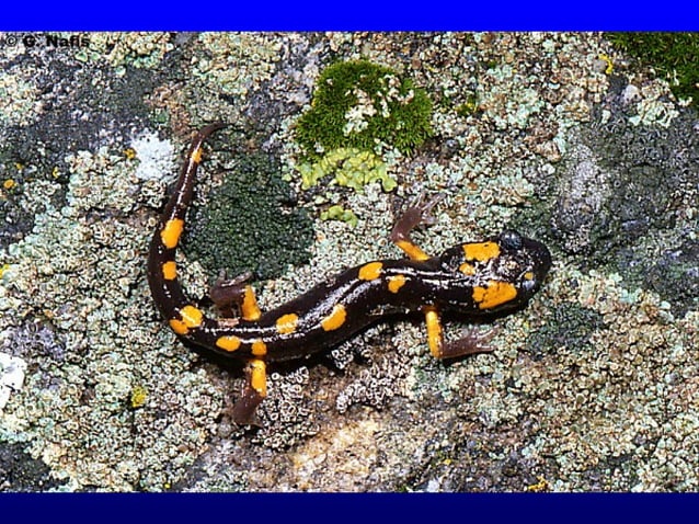 Theory of recapitulation | PPT | Biological Sciences | Science