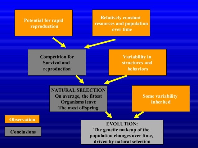 Theory of recapitulation