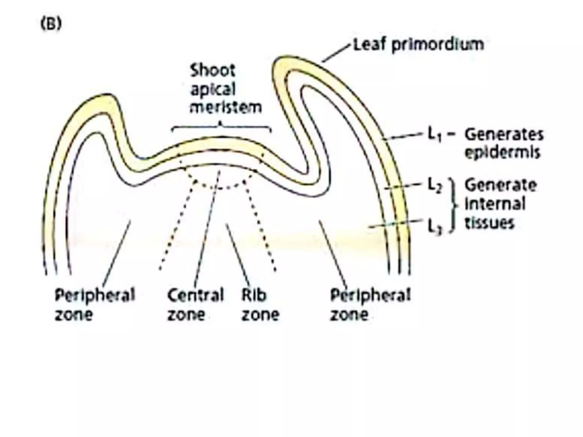 Theory of shoot apical meristem | PPTX