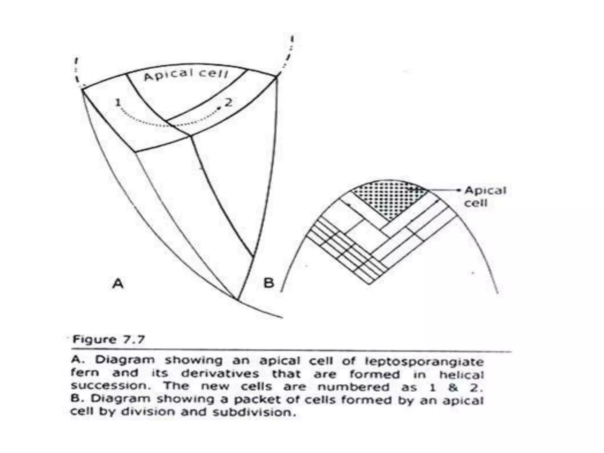 Theory of shoot apical meristem | PPTX