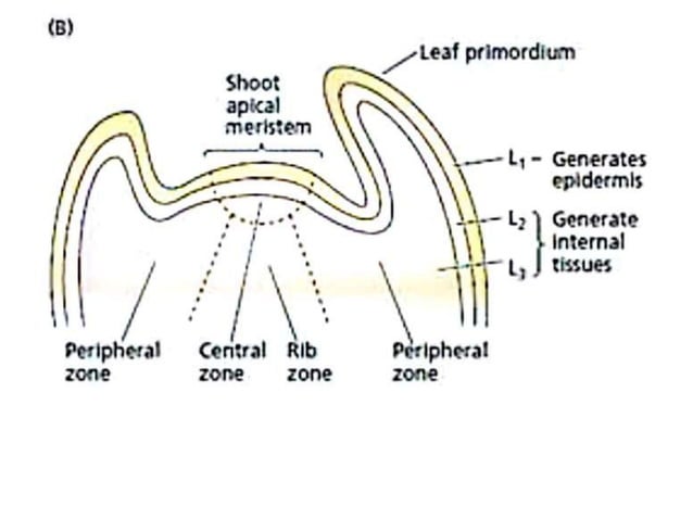 Theory of shoot apical meristem | PPTX | Gardening | Home & Garden