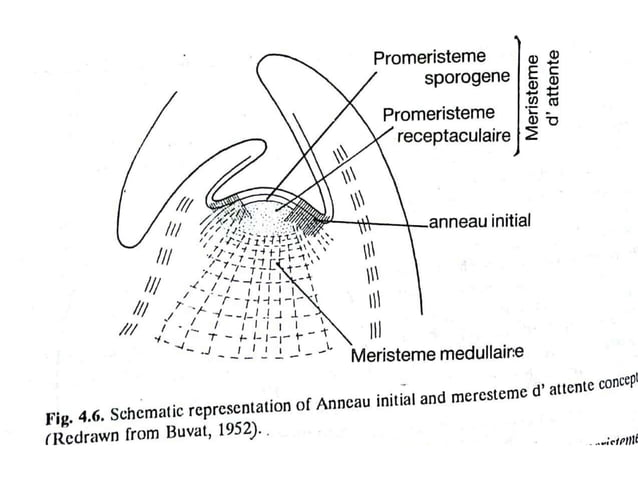 Theory of shoot apical meristem | PPTX | Gardening | Home & Garden