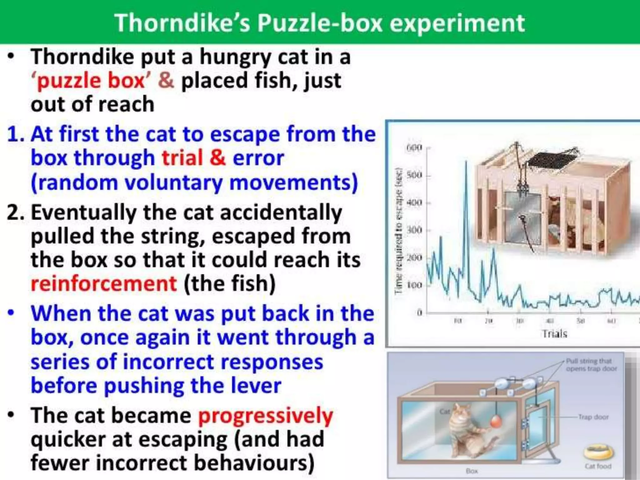 Theory of Thorndike - Learning Theory | PPTX