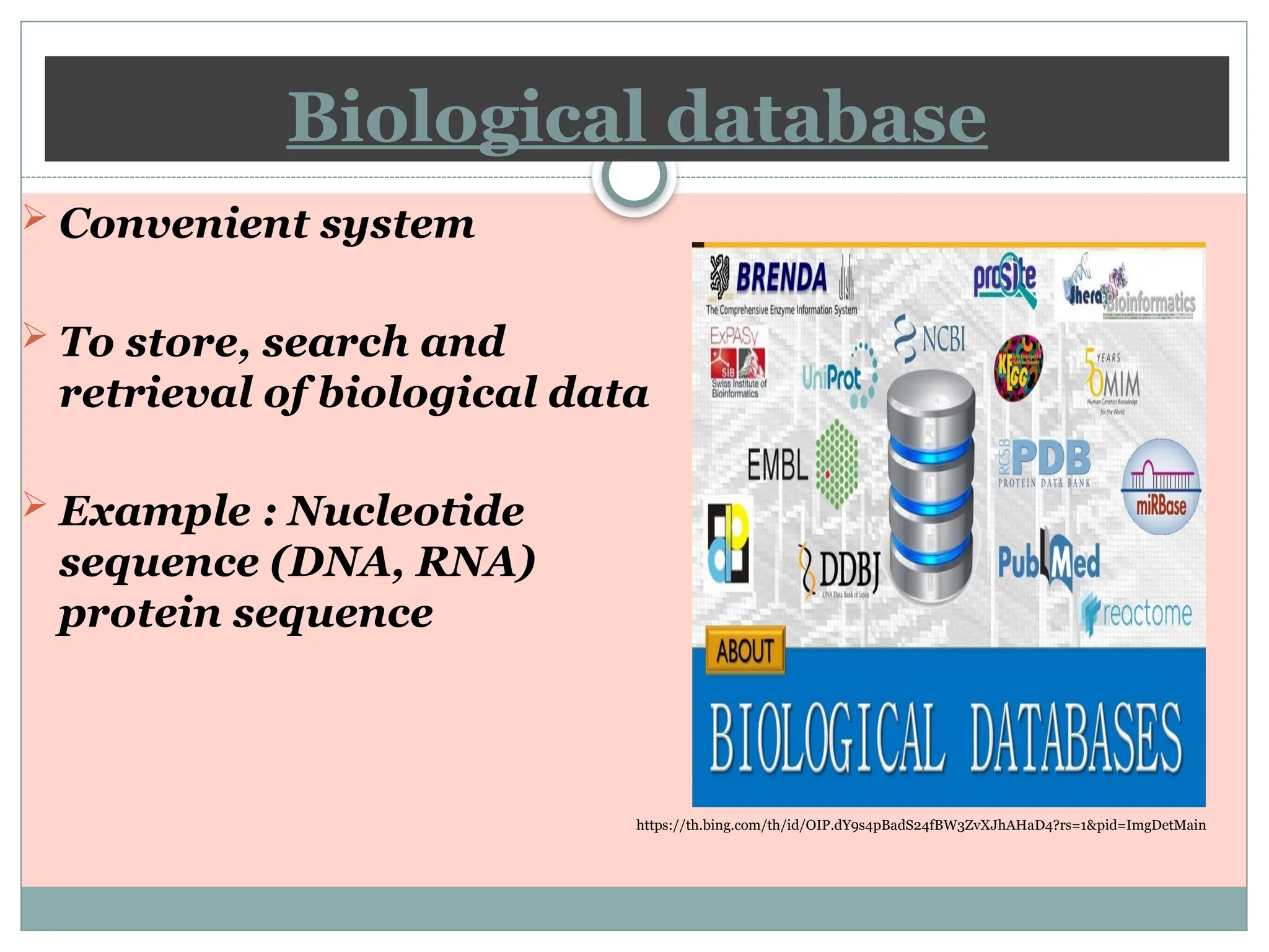 theory ppt 2_115659 neha cc.pptx bioinformatics | PPTX