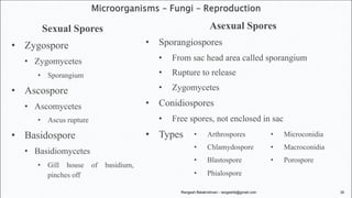 Fungi: Structure, Classification, and Reproductive Strategies | PDF
