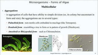 Algae: Structure, Classification, and Reproduction | PDF