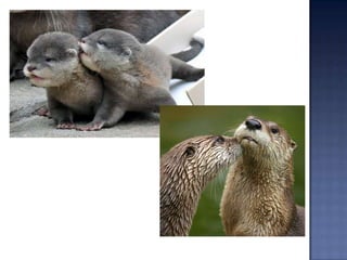 The otter | PPT