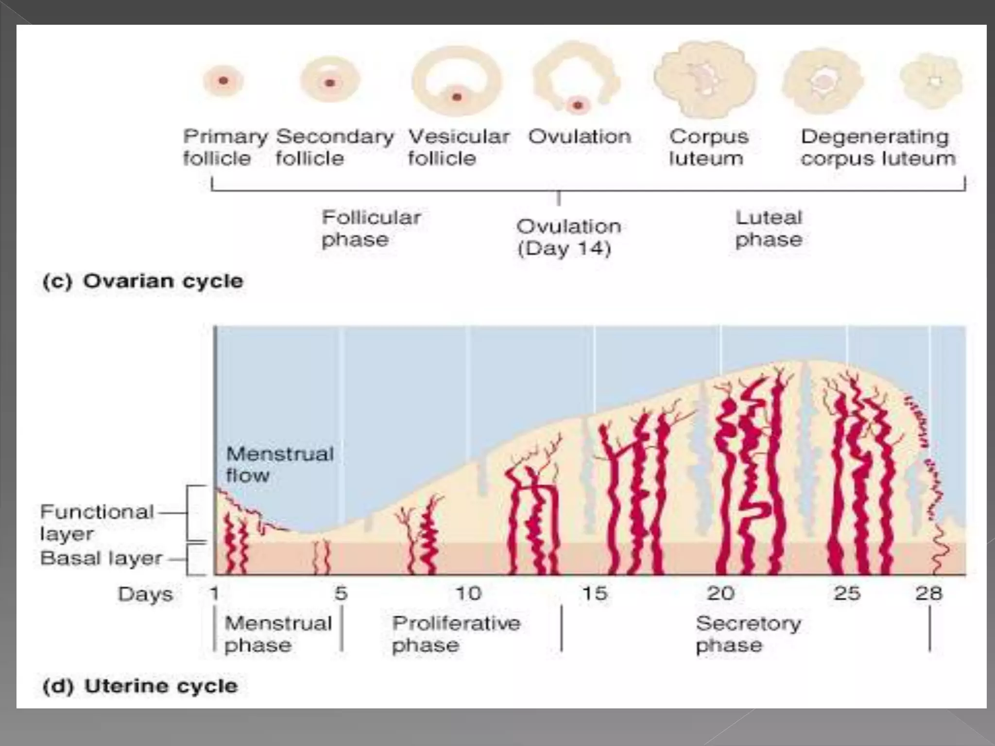 The ovarian cycle | PPTX