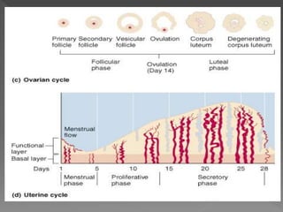 Ovarian Cycle Diagram