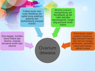 THE OVARIAN LIFE CYCLE.ppt