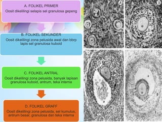 THE OVARIAN LIFE CYCLE.ppt