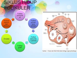 THE OVARIAN LIFE CYCLE.ppt