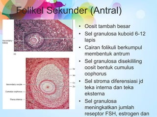 THE OVARIAN LIFE CYCLE.ppt