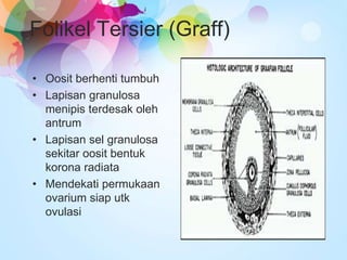 THE OVARIAN LIFE CYCLE.ppt