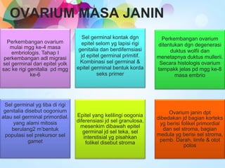 THE OVARIAN LIFE CYCLE.ppt