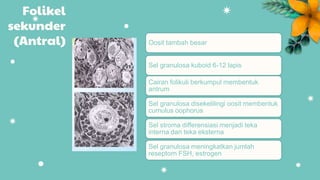 the ovarian life cycle.(siklus ovarium) ppt | PPTX
