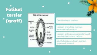 the ovarian life cycle.(siklus ovarium) ppt | PPTX