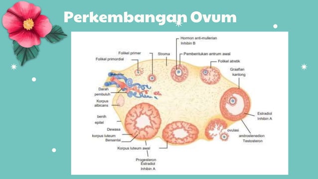the ovarian life cycle.(siklus ovarium) ppt | PPT