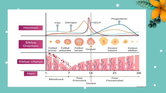the ovarian life cycle.(siklus ovarium) ppt | PPT
