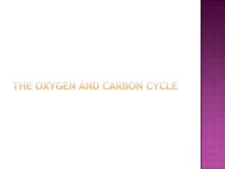 The oxygen and carbon cycle | PPT