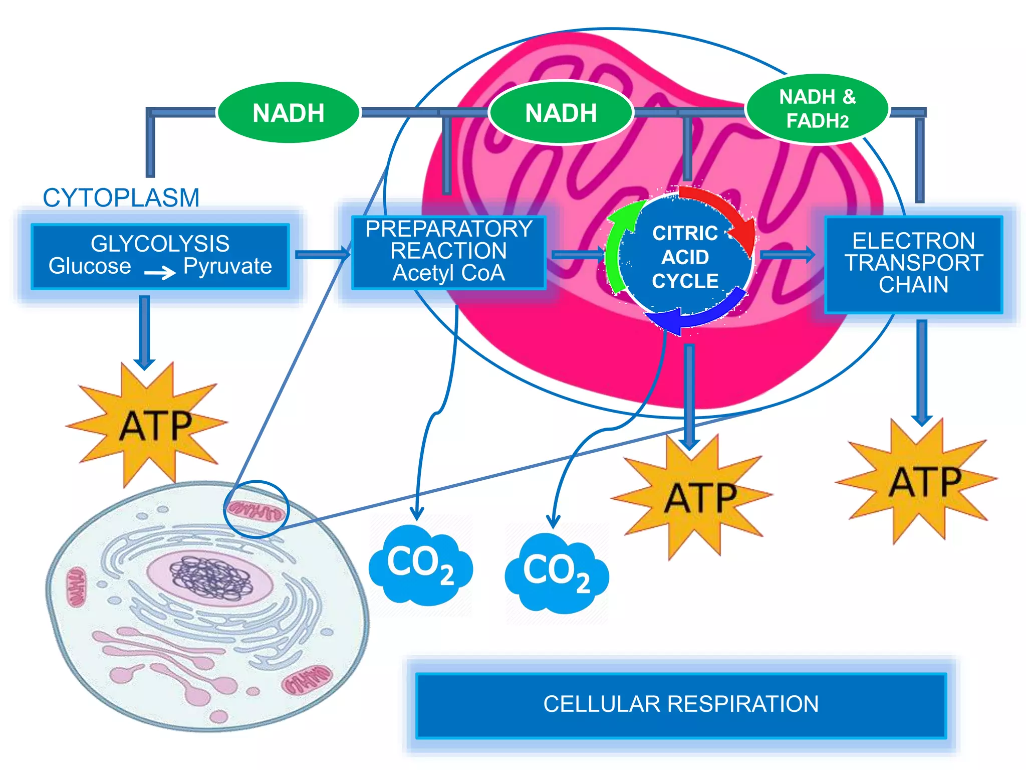 The Oxygen Cycle | PPTX