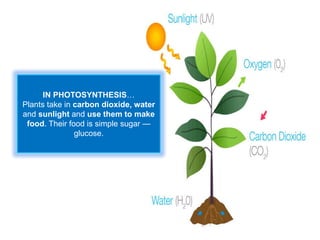 The Oxygen Cycle | PPTX