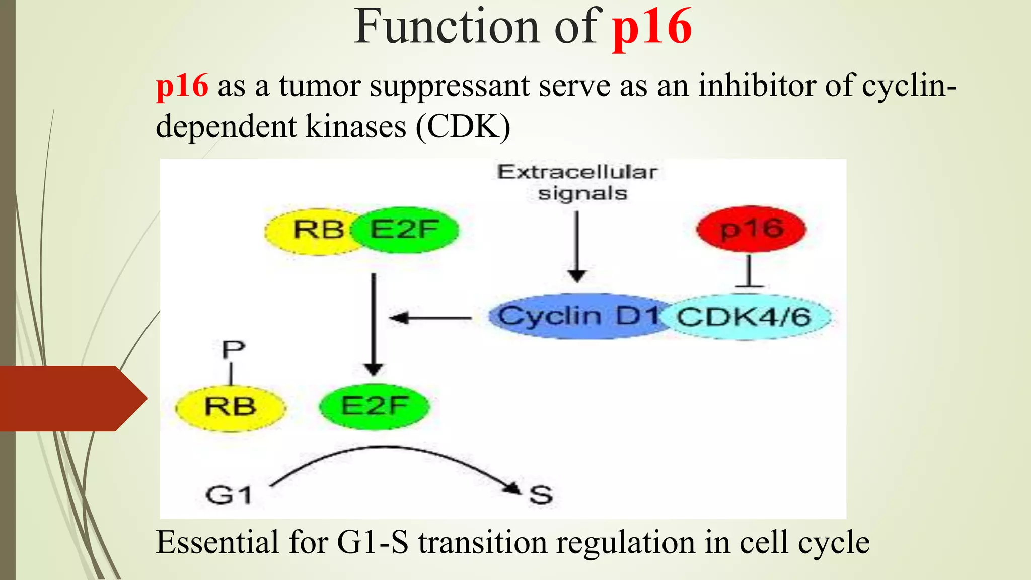 The p16 gene | PPTX