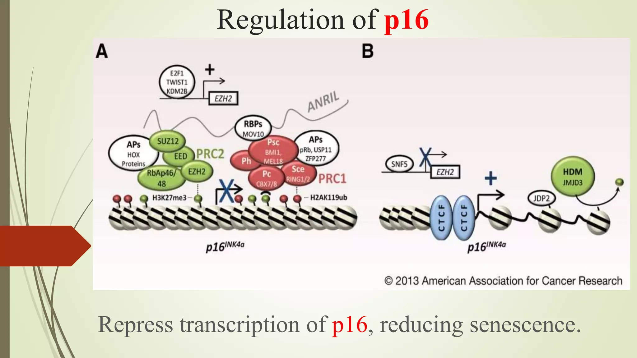 The p16 gene | PPTX