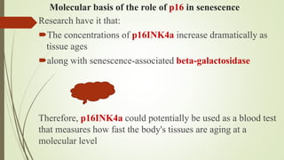 The p16 gene | PPTX