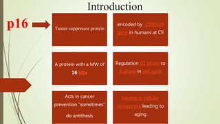 The p16 gene | PPTX