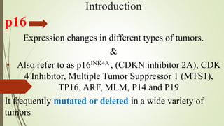 The p16 gene | PPTX