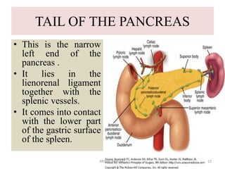 The pancreas | PPTX