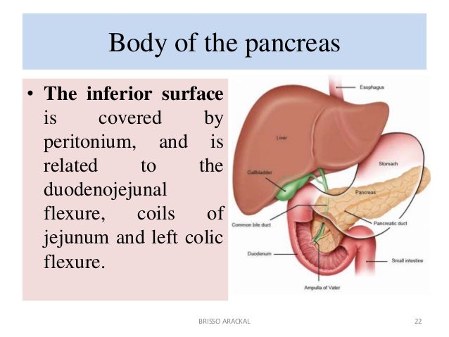 The pancreas