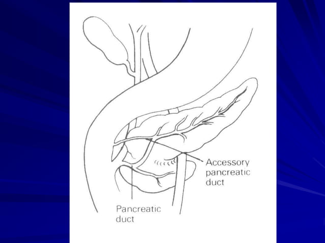 The pancreas.ppt
