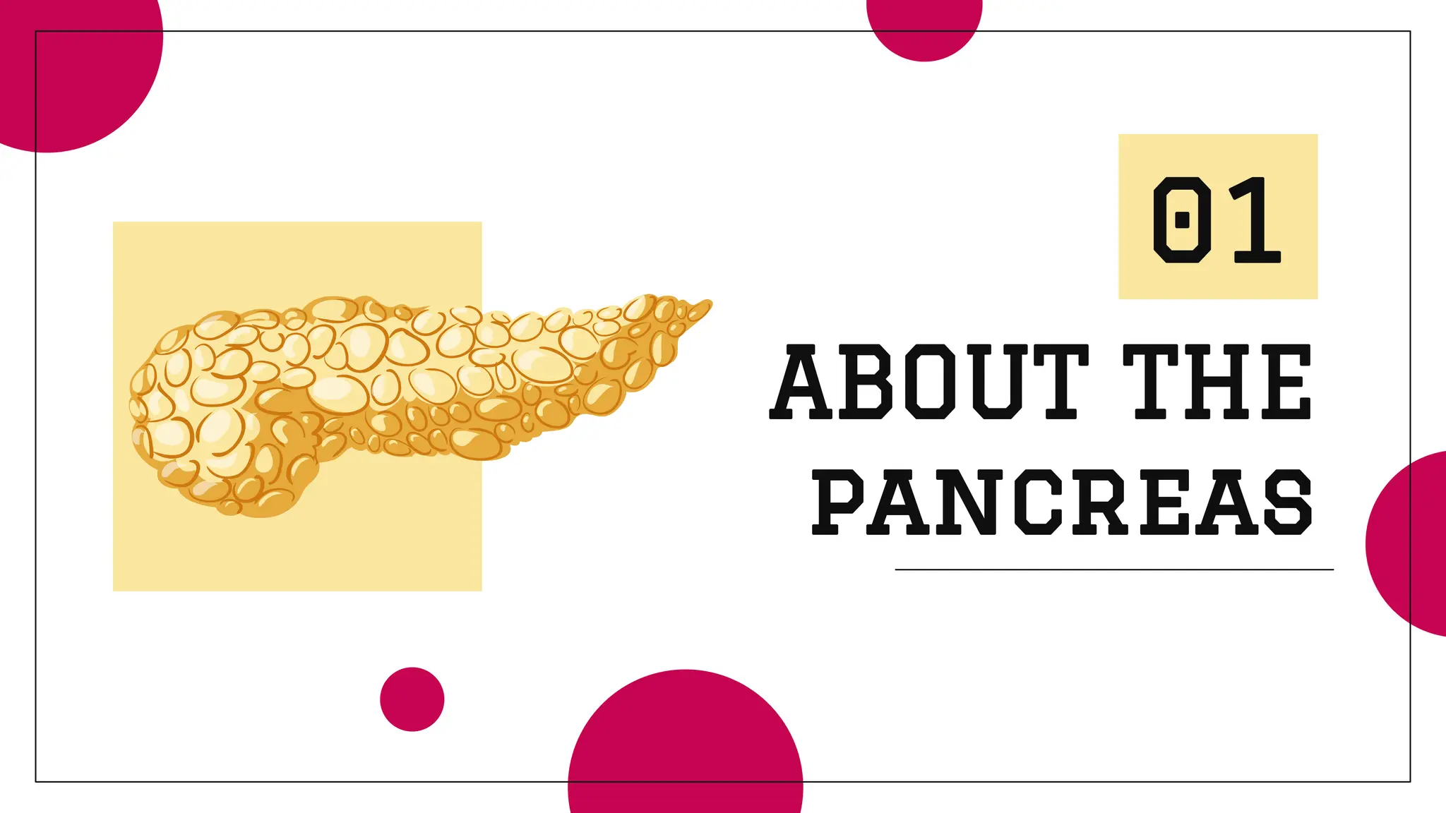 The Pancreas- General overview of the Pancreas | PPT