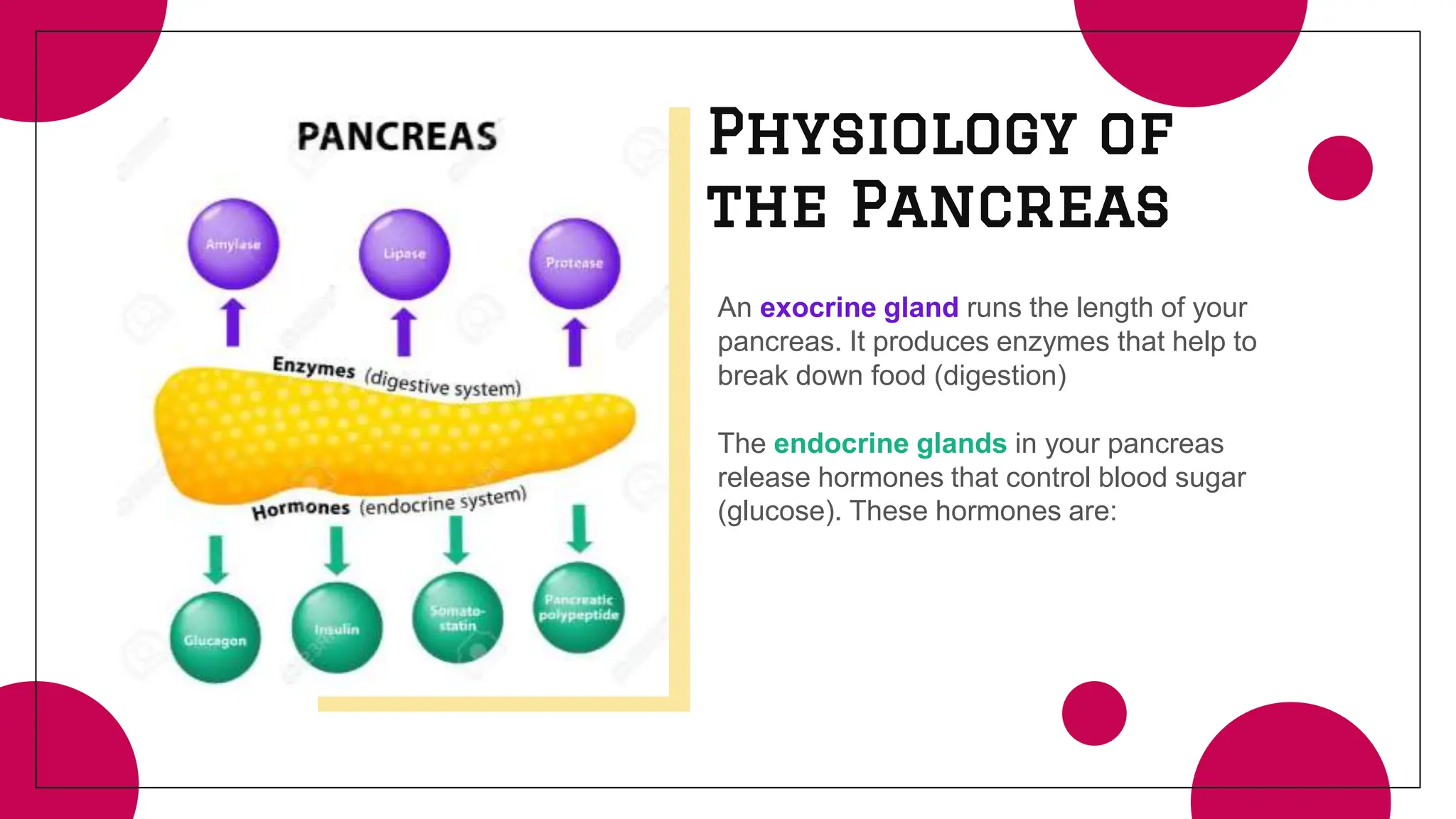 The Pancreas- General overview of the Pancreas | PPT